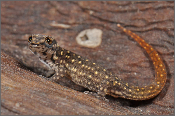 Biodiversity and Protected Areas in the Dominican Republic – crocodileandy